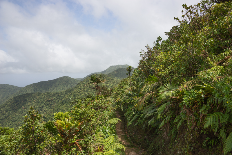 Hiking in Dominica